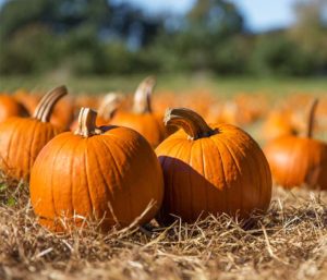Pumpkin Patch | Pick Your Pumpkin | Red Berry Barn