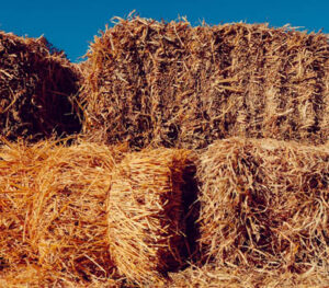 Fall Harvest Festival | Activities | Tickets | Red Berry Barn